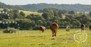 Sponsors Feature - VikingGenetics